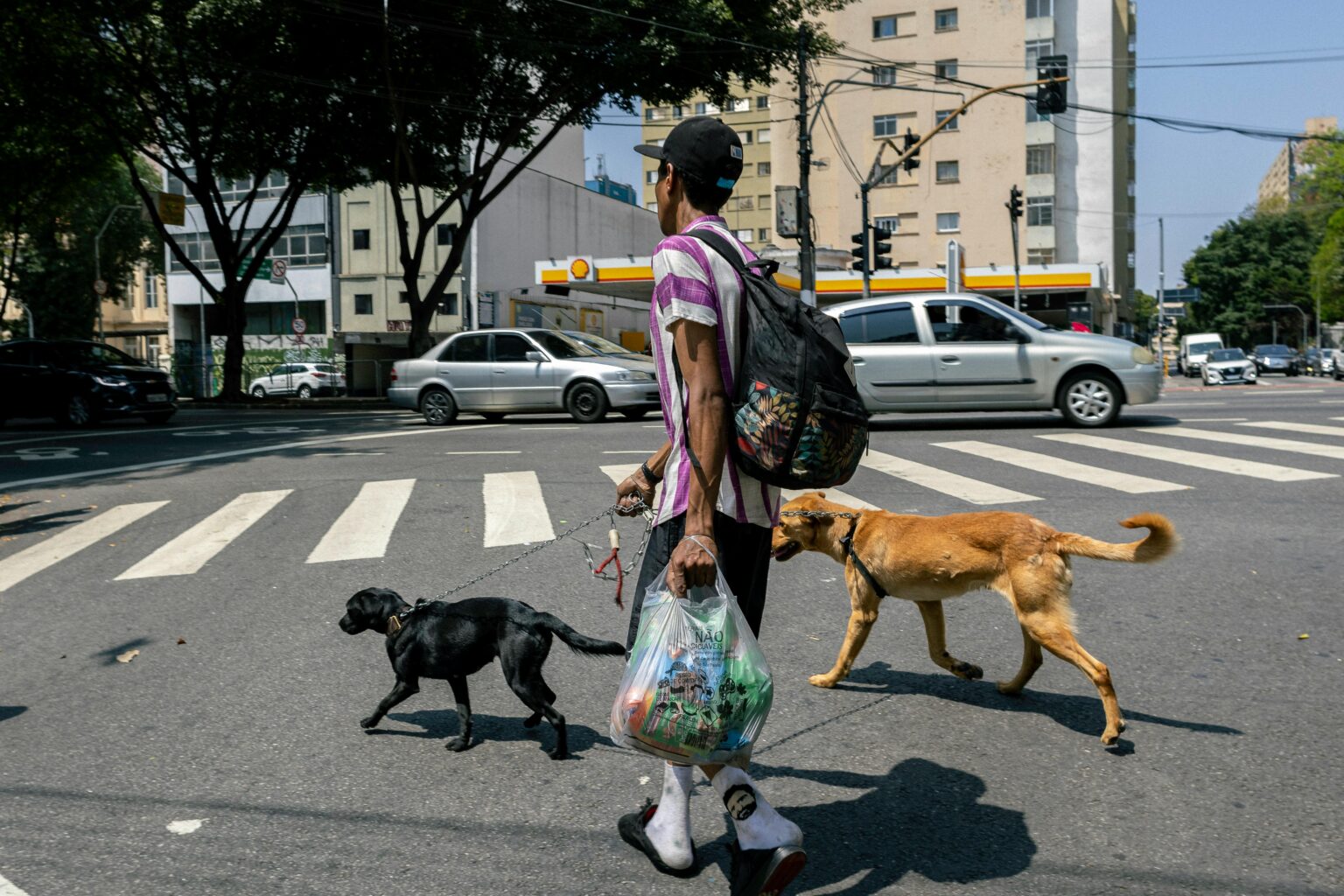 Dog bonding with one person: How & Why - dogs colony